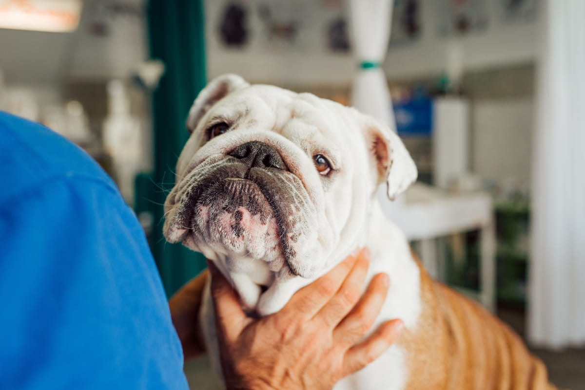 How Lasers Can Help Improve Your Bulldog’s Breathing - Broadway ...